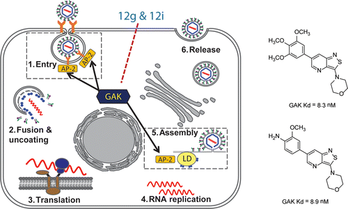 Selective Inhibitors of Cyclin G Associated Kinase (GAK) as Anti ...