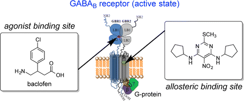 Activation of the γ-Aminobutyric Acid Type B (GABA(B)) Receptor by ...