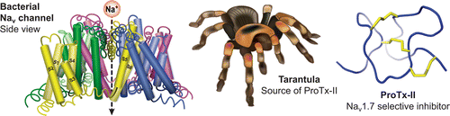 Voltage-Gated Sodium Channels: Structure, Function, Pharmacology, and ...