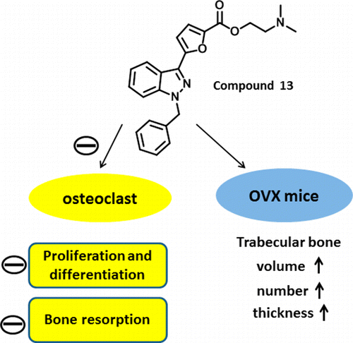 新型吡唑衍生物可有效抑制破骨细胞生成，这是治疗骨质疏松症的潜在靶标,Journal of Medicinal Chemistry - X-MOL