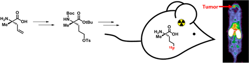 Synthesis, Radiolabeling, and Biological Evaluation of (R)- and (S)-2 ...