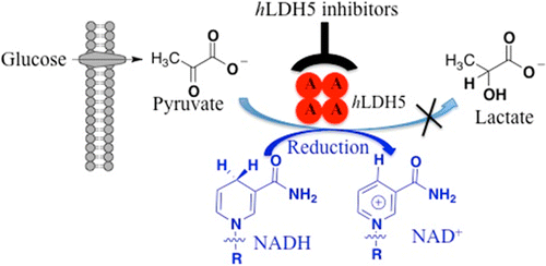 Recent Update on Human Lactate Dehydrogenase Enzyme 5 (hLDH5 ...