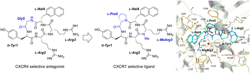 新型CXC趋化因子受体7（CXCR7）配体的开发：从CXCR4拮抗剂与环五肽支架的选择性切换。,Journal of Medicinal ...