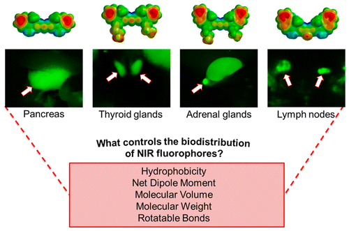 Correlating Molecular Character of NIR Imaging Agents with Tissue ...