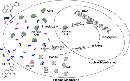 A Ligand-Based Drug Design. Discovery of 4-Trifluoromethyl-7,8 ...