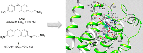 Design, Synthesis, and Evaluation of Thyronamine Analogues as Novel ...