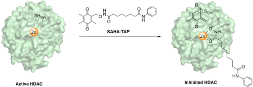 Dual-Mode HDAC Prodrug for Covalent Modification and Subsequent ...