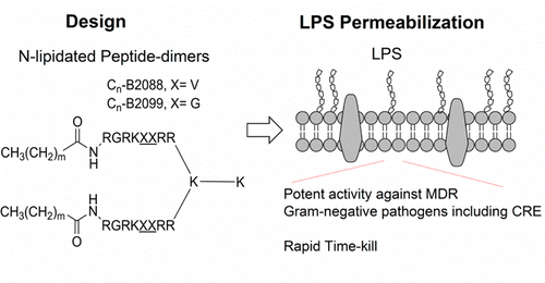 N-Lipidated Peptide Dimers: Effective Antibacterial Agents against Gram ...