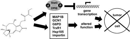 Hirsutinolide系列抑制Stat3活性，改变GCN1，MAP1B，Hsp105，G6PD，波形蛋白，TrxR1和Importinα ...