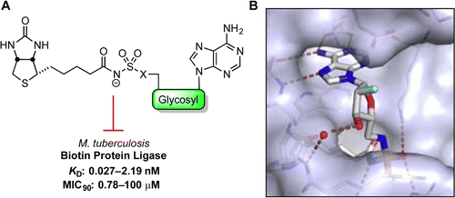 Targeting Mycobacterium tuberculosis Biotin Protein Ligase (MtBPL) with ...