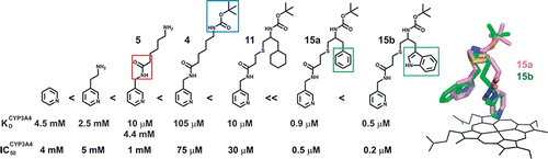 Structure-Based Inhibitor Design for Evaluation of a CYP3A4 ...