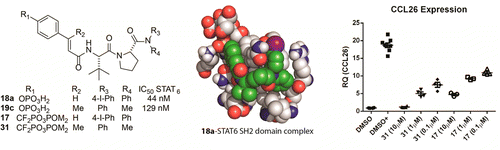 靶向信号传导和转录激活因子（STAT6）的Src同源2（SH2）域与细胞可渗透的，磷酸酶稳定的磷酸肽类似物有效抑制Tyr641磷酸化和转录活性 ...