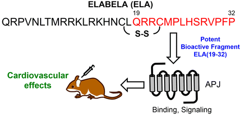 ELABELA调节血管和心脏功能的生物活性片段的发现与构效关系,Journal of Medicinal Chemistry - X-MOL