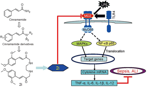 Discovery of a New Inhibitor of Myeloid Differentiation 2 from ...