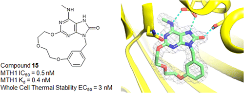 MTH1的强效和选择性抑制剂探讨了其在癌细胞存活中的作用,Journal of Medicinal Chemistry - X-MOL