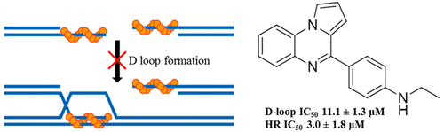 Development of Small Molecules that Specifically Inhibit the D-loop ...