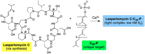 Laspartomycin C的全合成及其抗菌作用机理的表征,Journal of Medicinal Chemistry - X-MOL