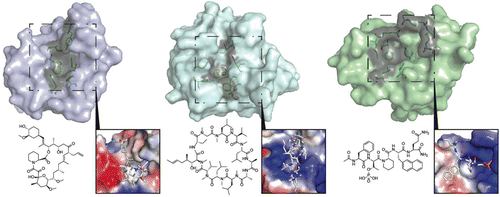 肽基脯氨酸异构酶（PPIase）：天然产物和天然产物启发化合物的靶标,Journal of Medicinal Chemistry - X-MOL