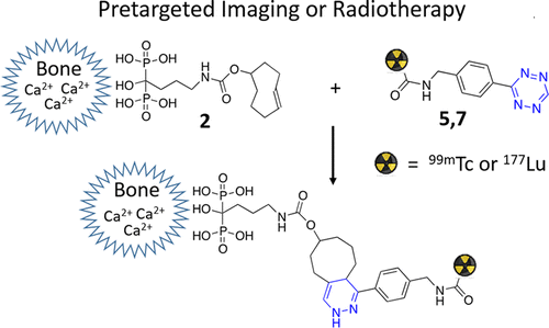 A Bone-Seeking trans-Cyclooctene for Pretargeting and Bioorthogonal ...