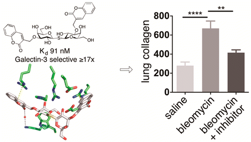 A Selective Galactose–Coumarin-Derived Galectin-3 Inhibitor ...