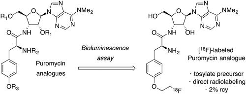 Synthesis, in Vitro Evaluation, and Radiolabeling of Fluorinated ...