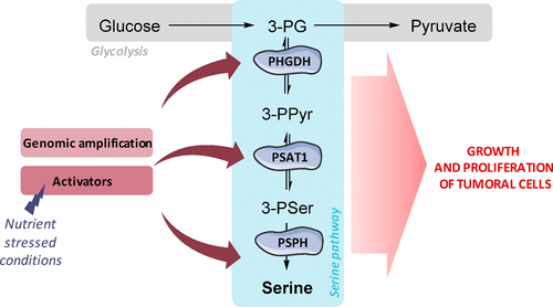 Challenges and Opportunities in the Development of Serine Synthetic ...