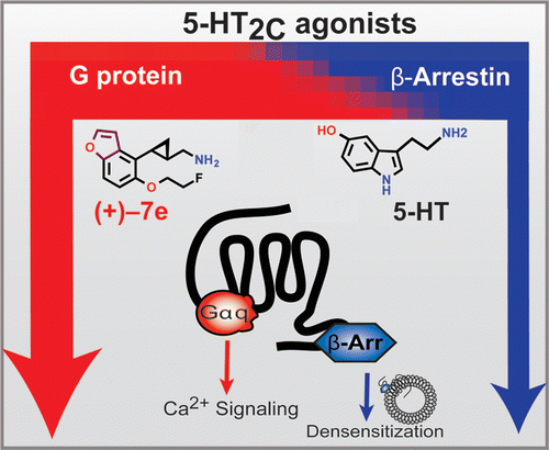设计和发现功能选择性血清素2C（5-HT 2C ）受体激动剂,Journal of Medicinal Chemistry - X-MOL