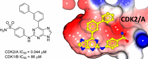 周期蛋白依赖性激酶 (CDK) 抑制剂：结构-活性关系以及 6-取代 2-芳氨基嘌呤的 CDK-2 选择性的见解。,Journal of Medicinal Chemistry - X-MOL