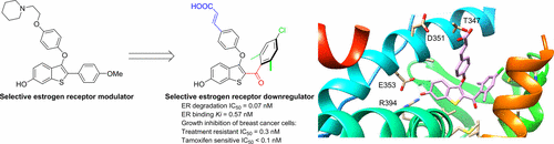 Novel Selective Estrogen Receptor Downregulators (SERDs) Developed ...