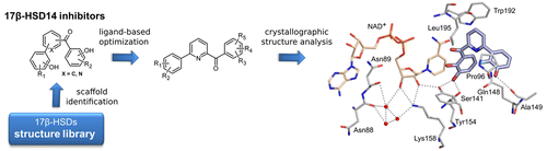First Structure–Activity Relationship of 17β-Hydroxysteroid ...