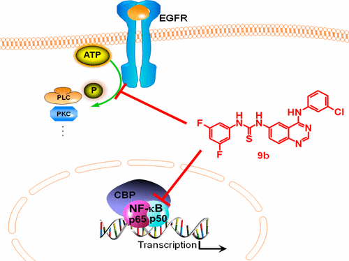First Bispecific Inhibitors of the Epidermal Growth Factor Receptor ...