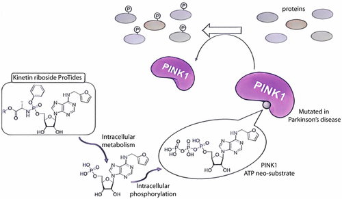 Kinetin Riboside and Its ProTides Activate the Parkinson’s Disease ...