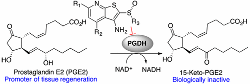 Inhibitors of 15-Prostaglandin Dehydrogenase To Potentiate Tissue ...