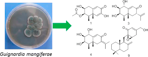 Eremophilane Sesquiterpenes and Polyketones Produced by an Endophytic ...