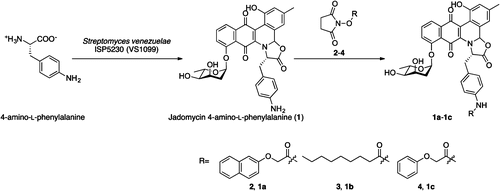 Isolation and Synthetic Diversification of Jadomycin 4-Amino-l ...