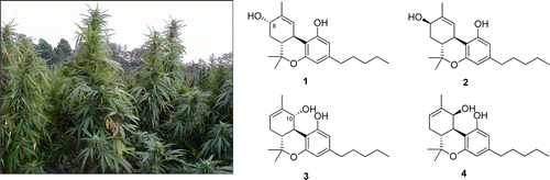 Isolation and Pharmacological Evaluation of Minor Cannabinoids from ...