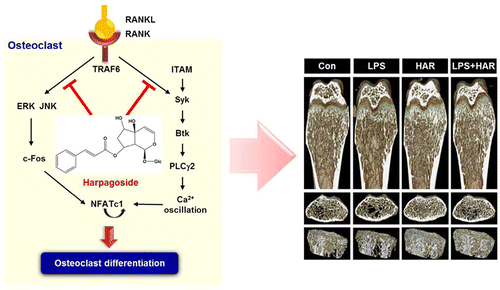 Harpagoside通过Syk-Btk-PLCγ2-Ca2 + 信号通路抑制RANKL诱导的破骨细胞生成，并防止炎症介导的骨丢失,Journal of Natural Products ...