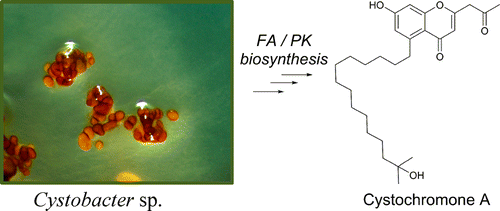 Cytochromones，来自粘 杆菌Cystobacter sp。的异常含色酮的聚酮化合物。MCy9104,Journal of ...