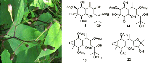 Bisabolane-Type Sesquiterpenoids from the Whole Plant of Parasenecio ...