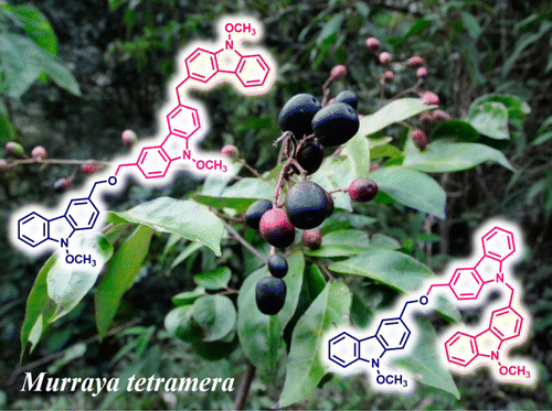 Nitrogen Oxide Inhibitory Trimeric and Dimeric Carbazole Alkaloids from ...