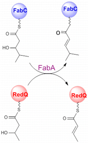 从 天蓝色链霉菌的 II型脂肪酸合酶鉴定和表征FabA ,Journal of Natural Products - X-MOL