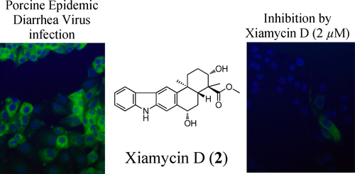 Antiviral Indolosesquiterpenoid Xiamycins C–E from a Halophilic ...