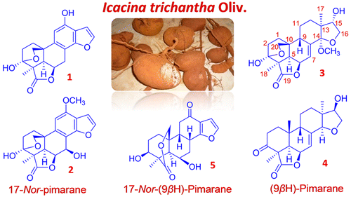 (9βH)-Pimaranes and Derivatives from the Tuber of Icacina trichantha ...