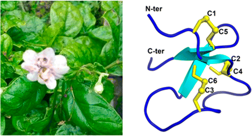 Cysteine-Rich Peptide Family with Unusual Disulfide Connectivity from ...