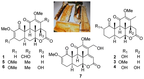 Picrajavanicins A–G, Quassinoids from Picrasma javanica Collected in ...