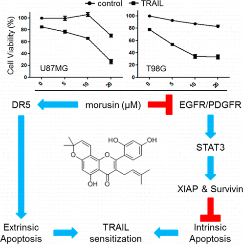 Morusin通过调节人胶质母细胞瘤细胞中的EGFR和DR5诱导TRAIL致敏,Journal of Natural Products - X-MOL