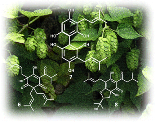 Humudifucol and Bioactive Prenylated Polyphenols from Hops (Humulus ...