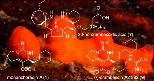Cytotoxic Guanidine Alkaloids from a French Polynesian Monanchora n. sp ...