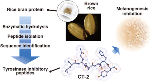 Rice Bran Protein as a Potent Source of Antimelanogenic Peptides with ...