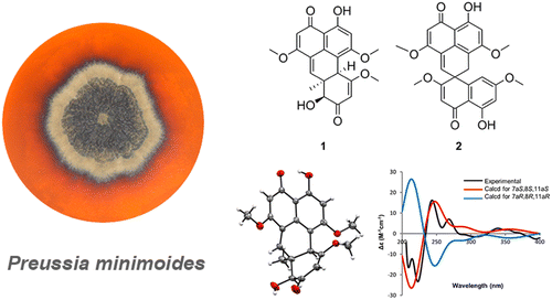 从α葡萄糖苷酶抑制剂 Preussia minimoides ‡ ,Journal of Natural Products - X-MOL